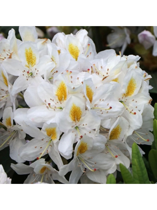 Rododendras (Rhododendron Hybrid) 'Madame Masson' Dydis C15 ...