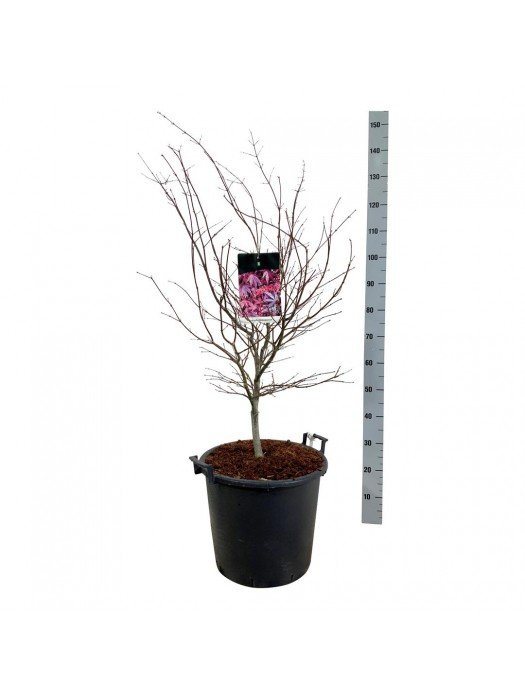 Klevas plaštakinis (Lot Acer pal.) 'Atropurpureum' C30 80-100 CM ...