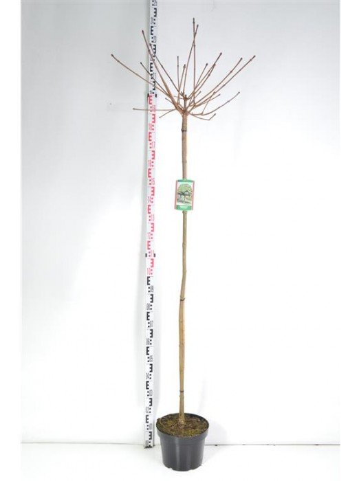 Klevas paprastasis (Lot Acer plat.) 'Globosum' C12 KOTAS 150 CM ...