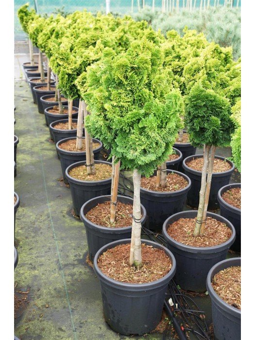 Puskiparisis bukasis (Lot Chamaecyparis o.) 'Nana Aurea' C15 KOTAS 60 ...