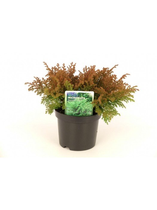 Mikrobiota kryžmiškoji (Lot Microbiota decus.) 'Lucas' C2/P17 20-25 CM ...